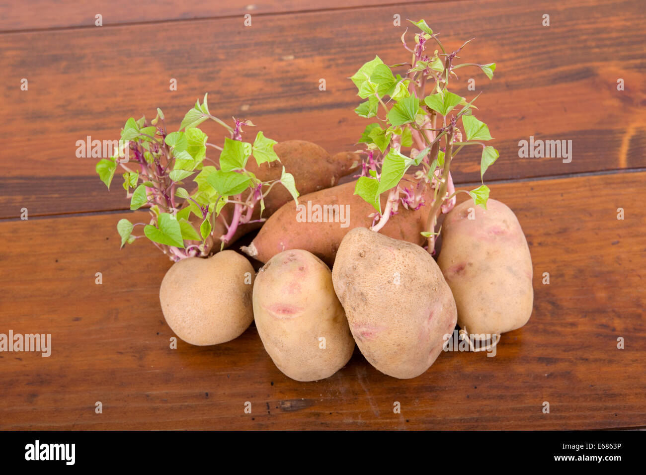 Young potatoes grow in hi-res stock photography and images - Alamy