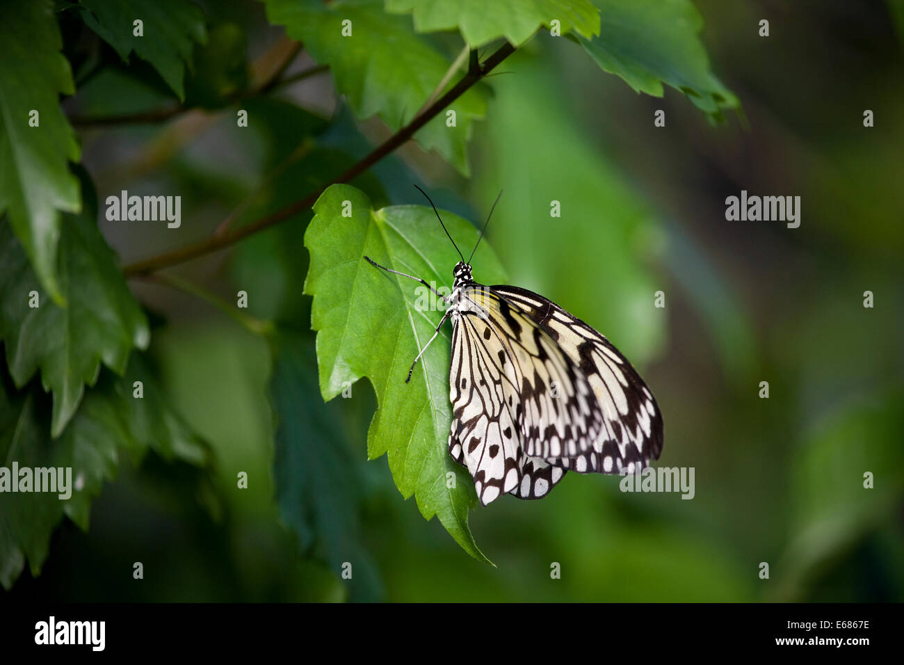 A White Tree Nymph Butterfly also known as the Rice Paper Butterfly ...