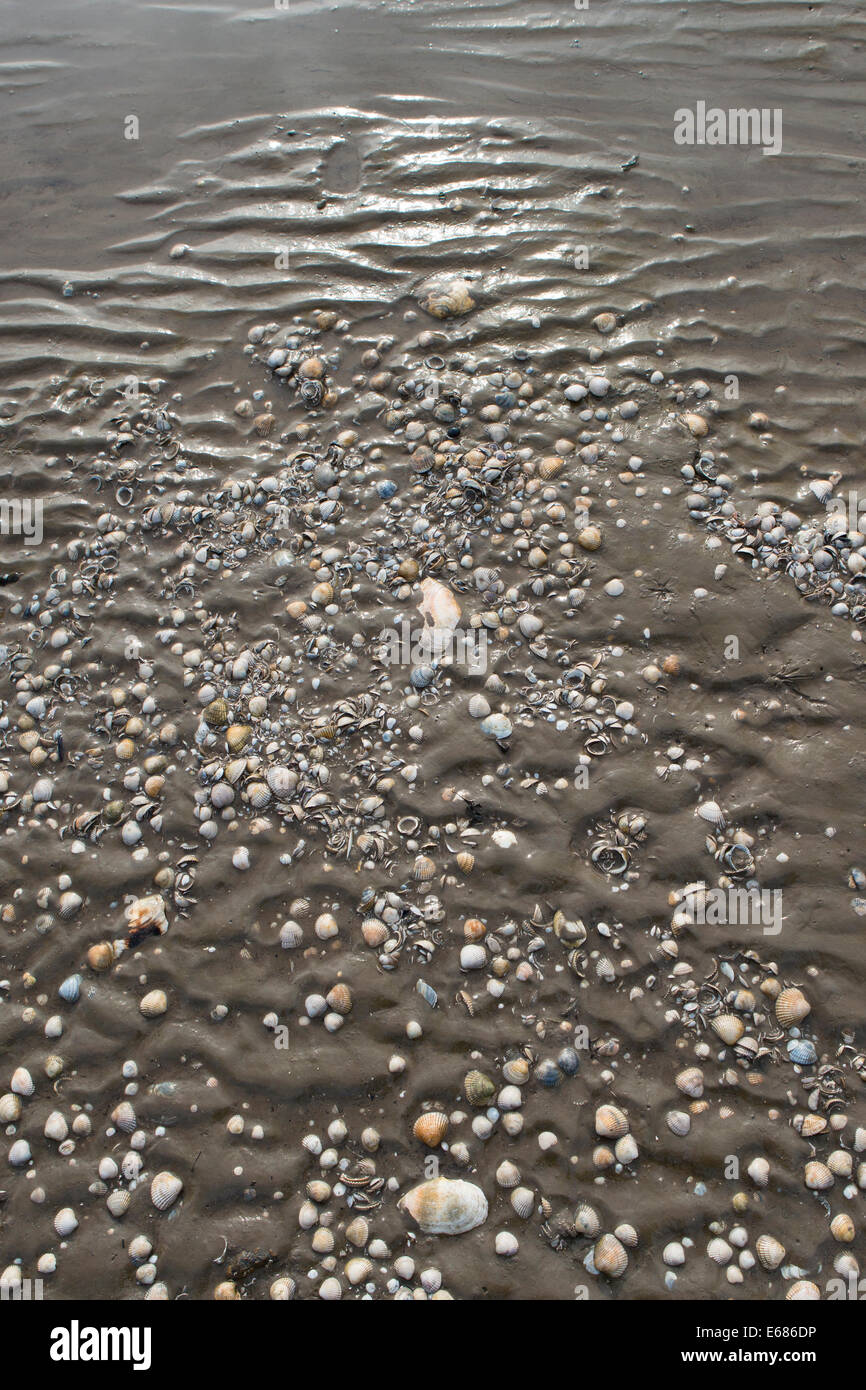 Shells and sand Stock Photo - Alamy