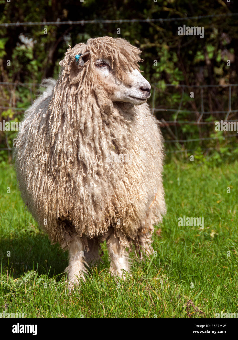Cotswold sheep hi-res stock photography and images - Alamy