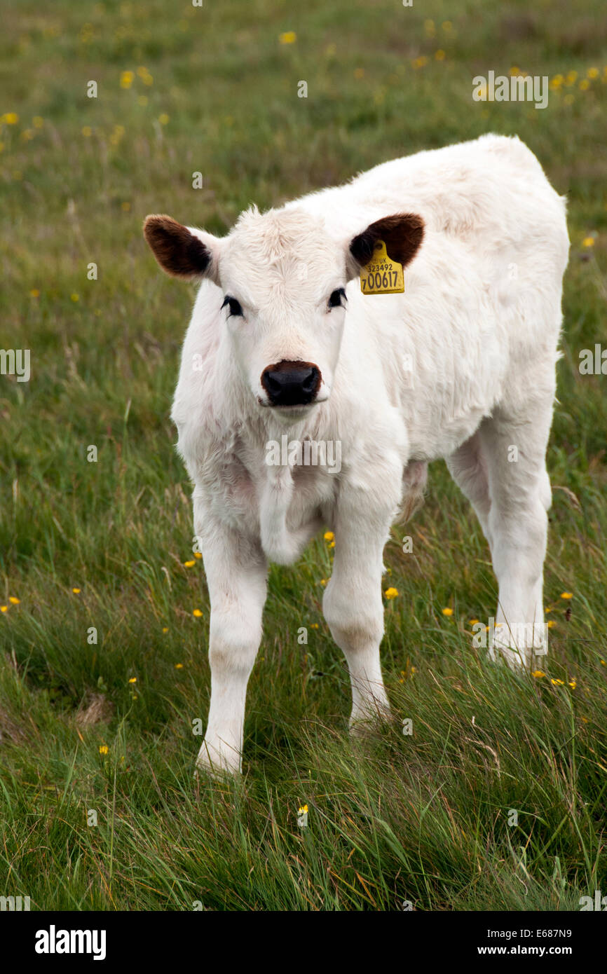 White park calf hi-res stock photography and images - Alamy