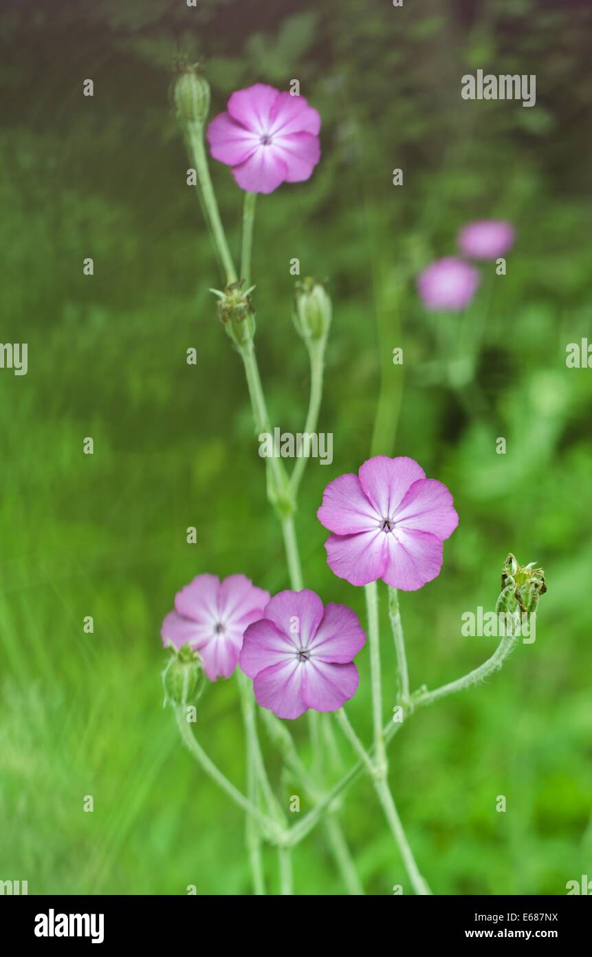Pink and violet geranium flowers hi-res stock photography and images ...