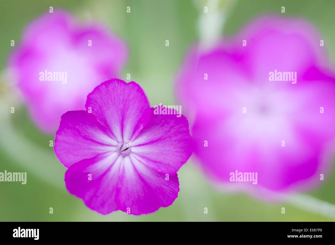 Violet flowers (geranium Stock Photo - Alamy