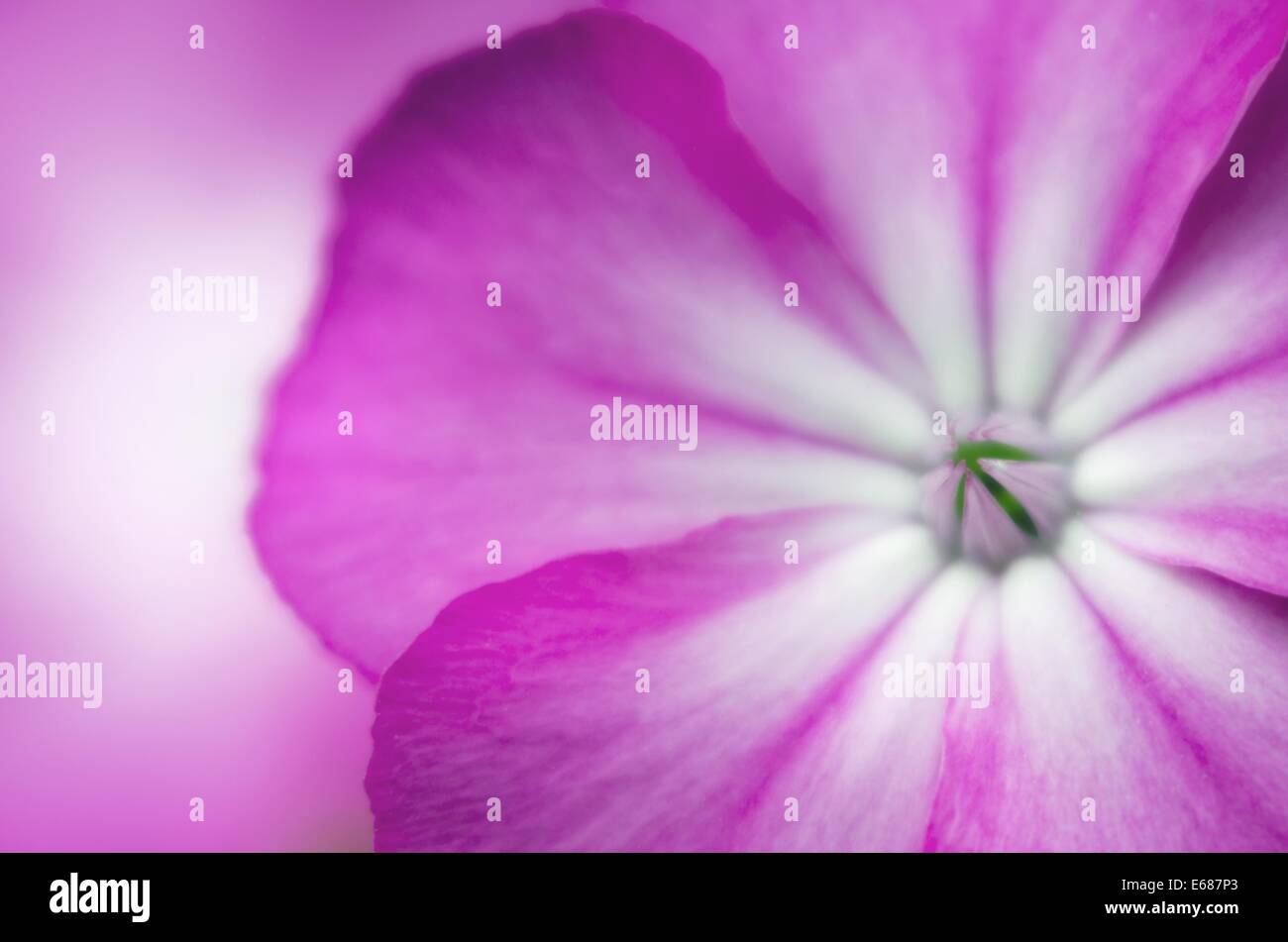 Pink and violet geranium flowers hi-res stock photography and images ...