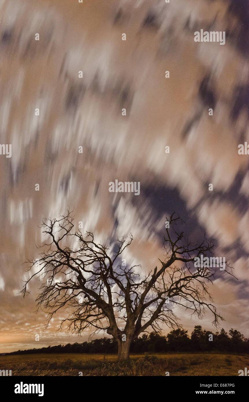 Dead tree at night Stock Photo - Alamy