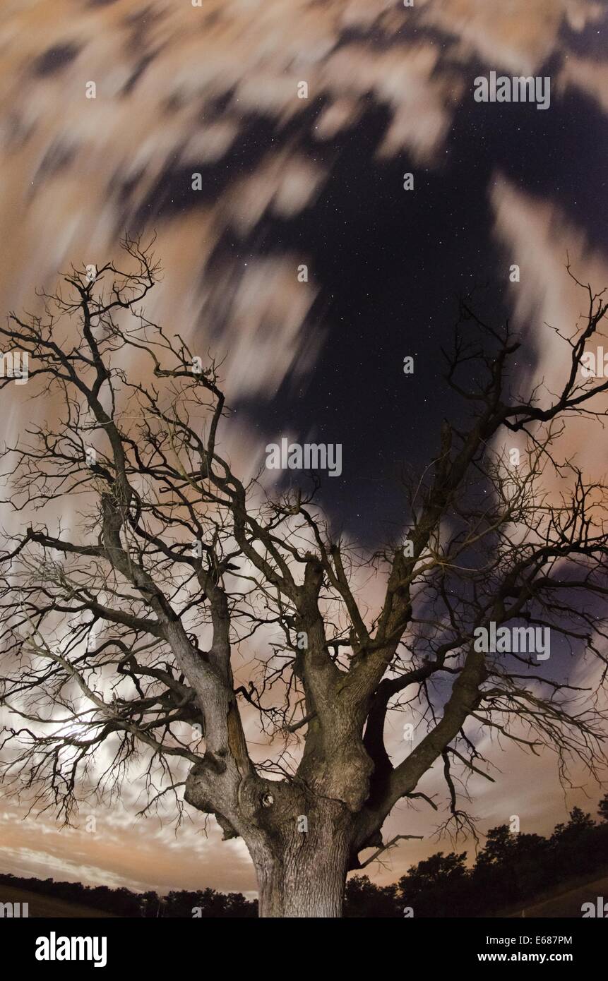 Dead tree at night Stock Photo - Alamy