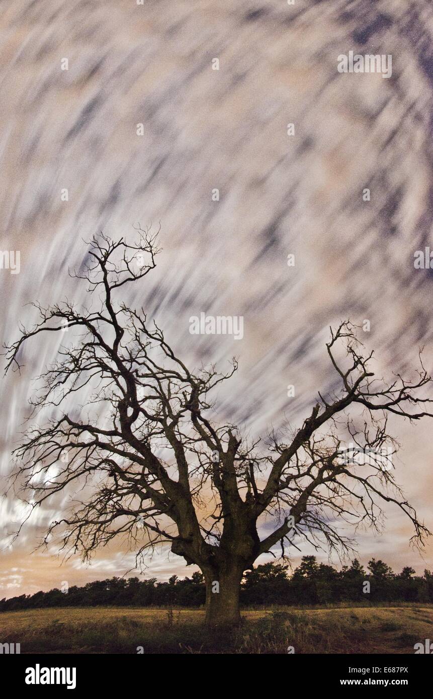 Mistery tree hi-res stock photography and images - Alamy