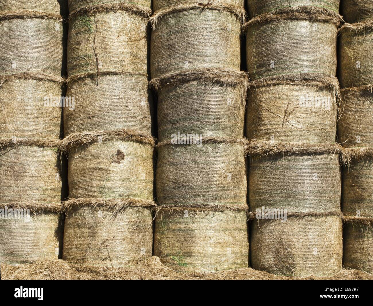 Round bales of forage, farm animals food (Italy, Europe Stock Photo - Alamy
