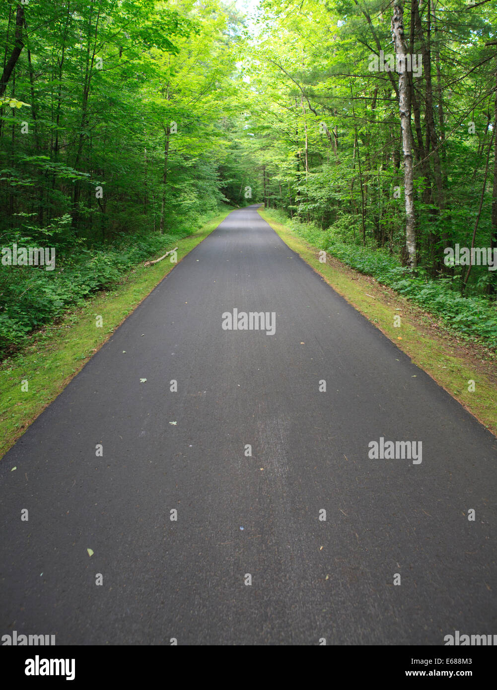 Paved bike path in the forest Stock Photo - Alamy