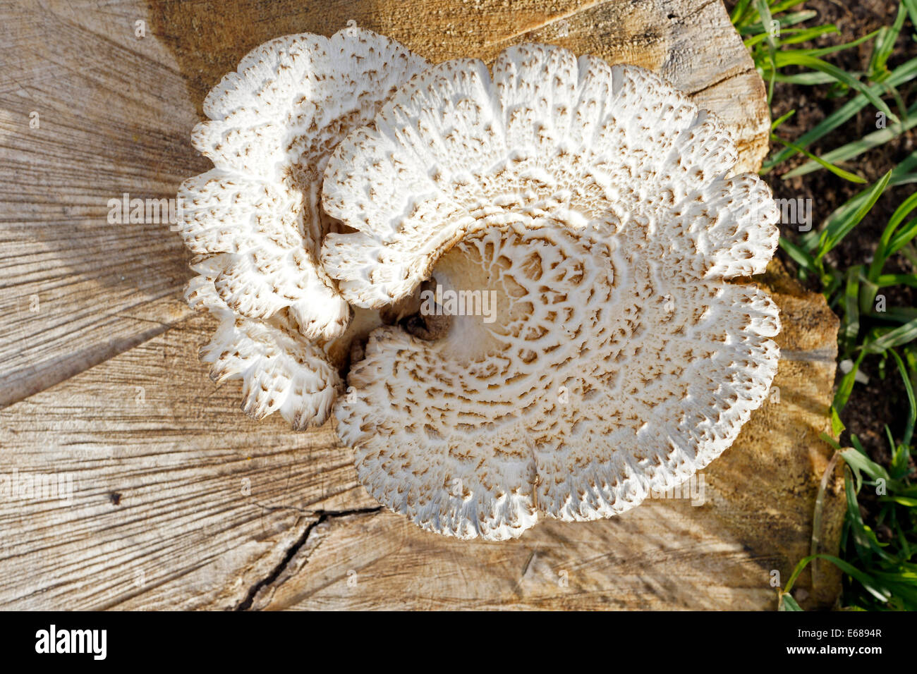Wild mushroom growing out of bark of chopped down tree Stock Photo - Alamy