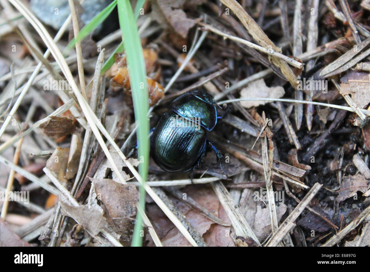 big blue shine bug hide in fall foliage try go fast home Stock Photo ...