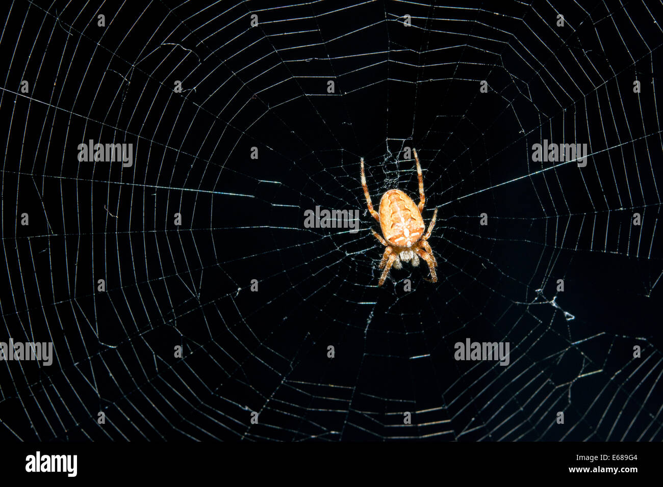close-up of spider in web Stock Photo - Alamy