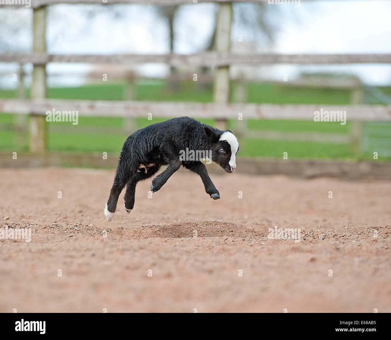 Balwen Welsh Mountain sheep Stock Photo - Alamy