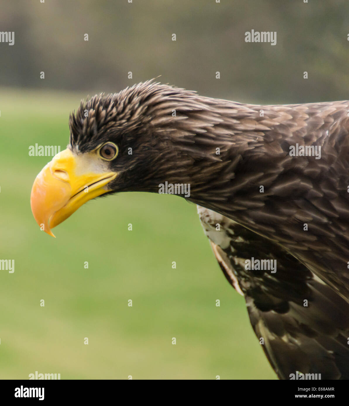 Biggest sea eagle portrait of an eagle hi-res stock photography and ...
