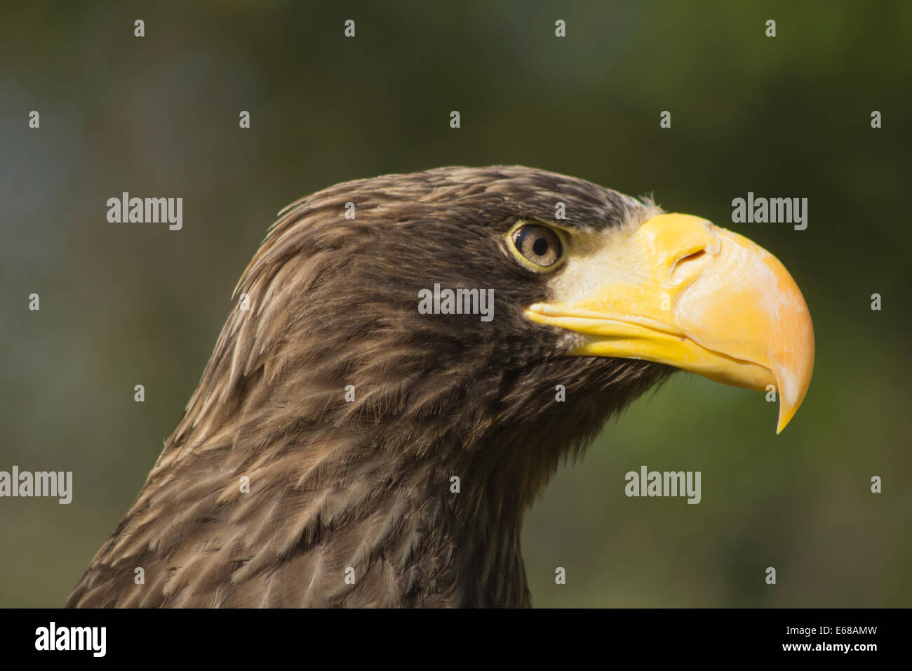 Stellar's sea eagle hi-res stock photography and images - Alamy