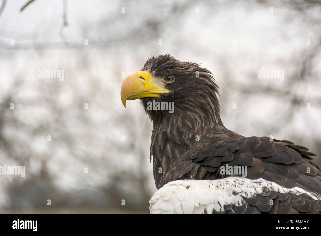 Stellars Fish Eagle High Resolution Stock Photography and Images - Alamy