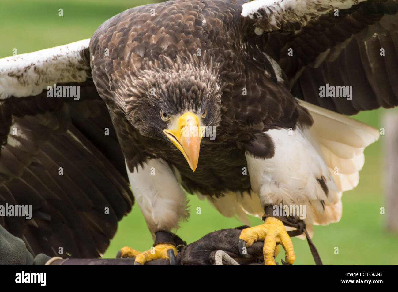 The sea eagle fish hi-res stock photography and images - Alamy