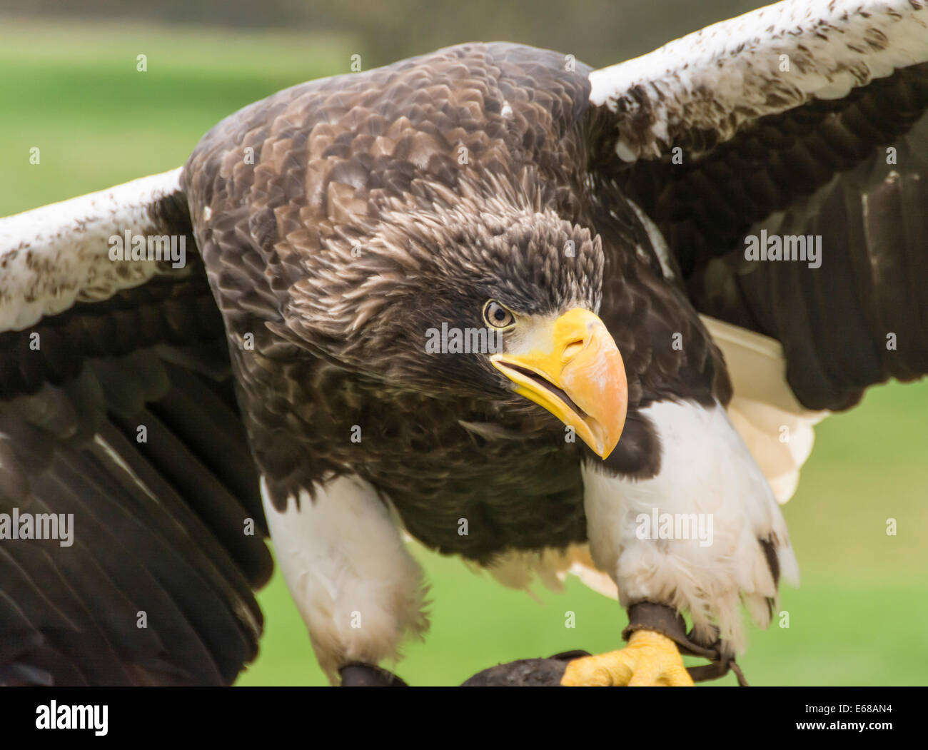 The sea eagle fish hi-res stock photography and images - Alamy