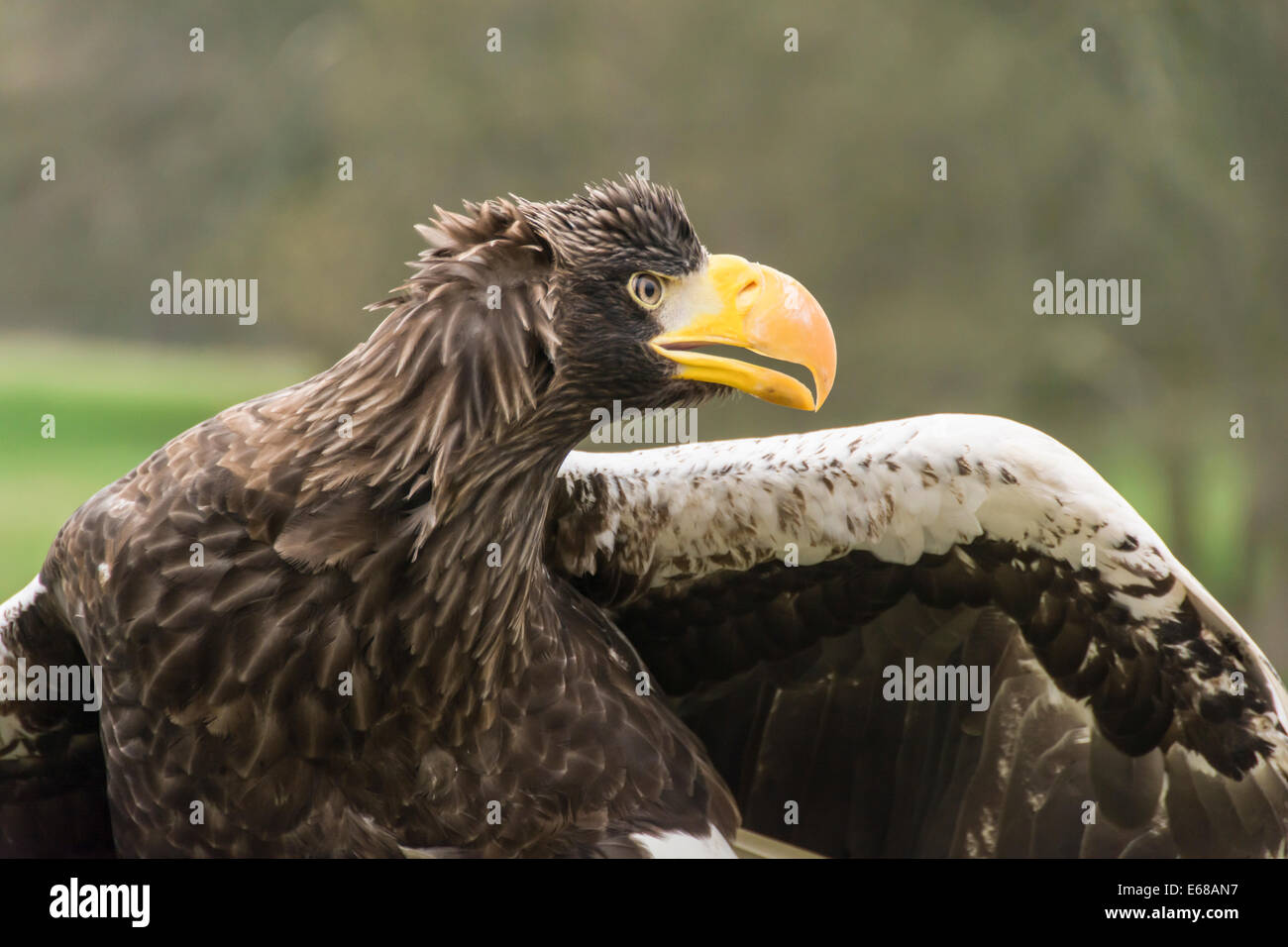 Stellar's sea eagle hi-res stock photography and images - Alamy