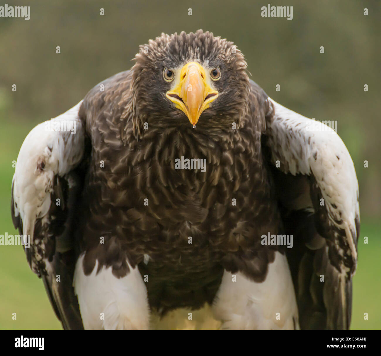 Portrait of a Stellar's Sea Eagle Stock Photo - Alamy