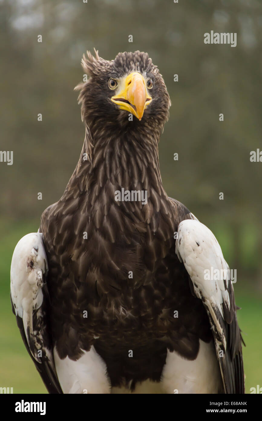 Biggest sea eagle portrait of an eagle hi-res stock photography and ...