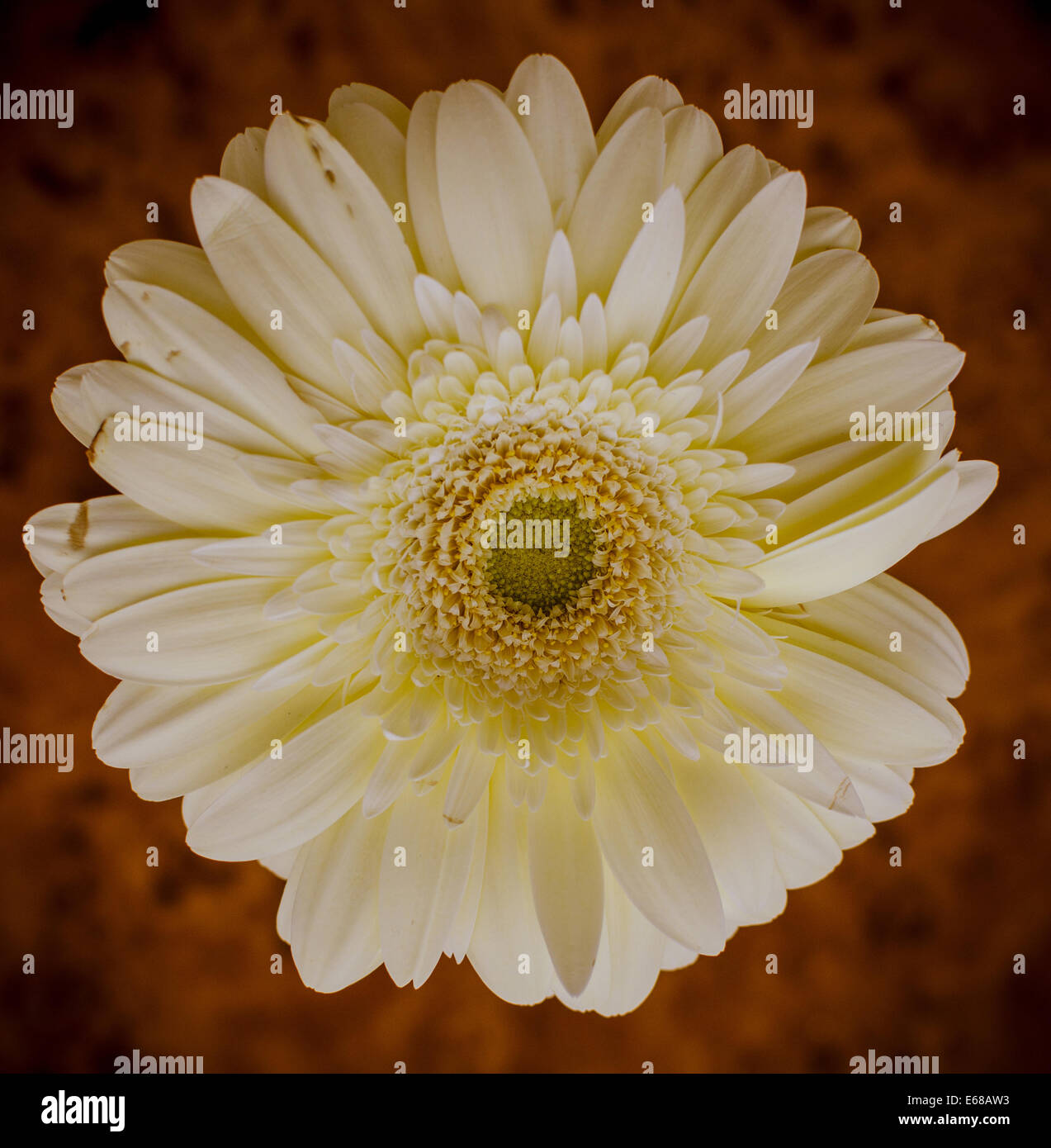 The last days of a decoration Flower Stock Photo - Alamy