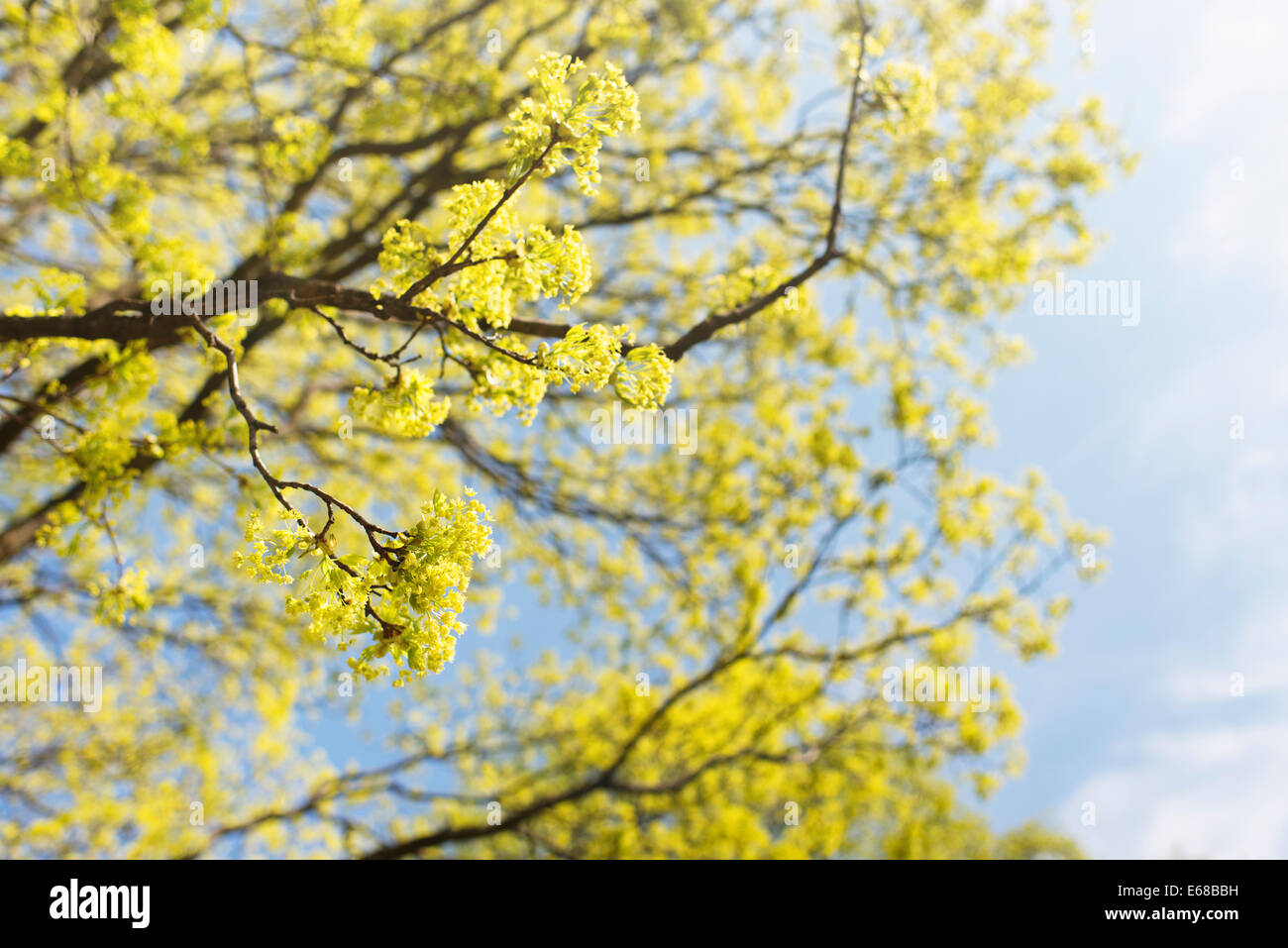 Spring nature scene with sunlit trees and blue sky Stock Photo - Alamy