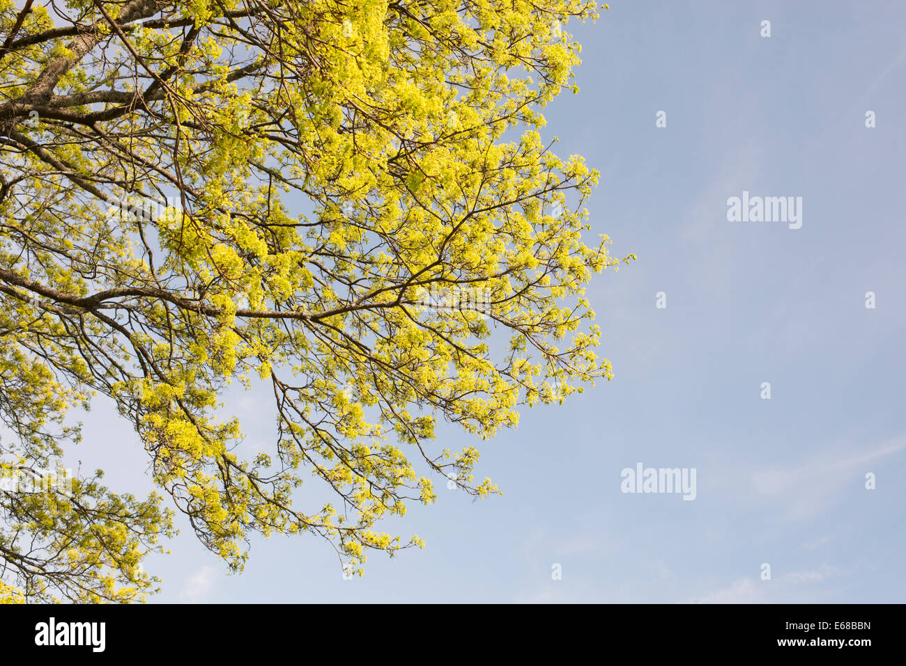 Spring nature scene with sunlit trees and blue sky Stock Photo - Alamy