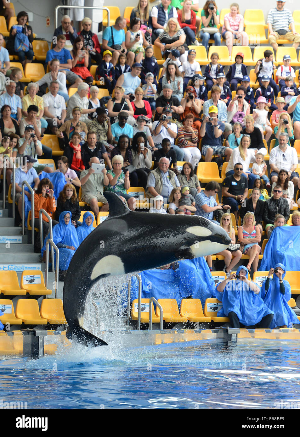 Loro Parque, Tenerife, Canary Islands, tourists watch Killer Whale ...