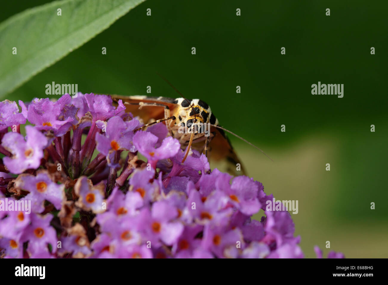 Jersey Tiger moth Euplagia quadripunctaria feeding on Buddleia flowers ...