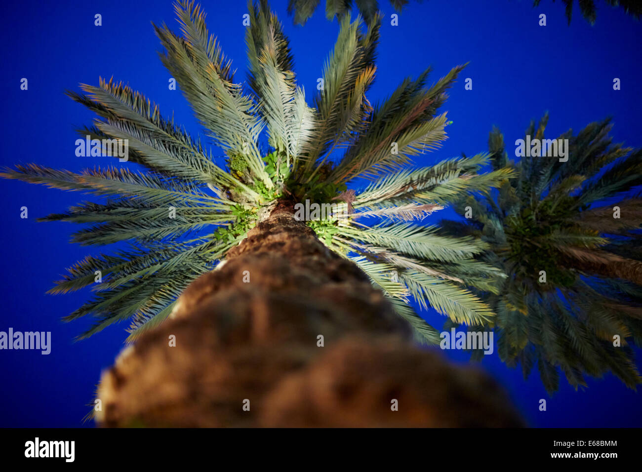 Angled palm tree hi-res stock photography and images - Alamy