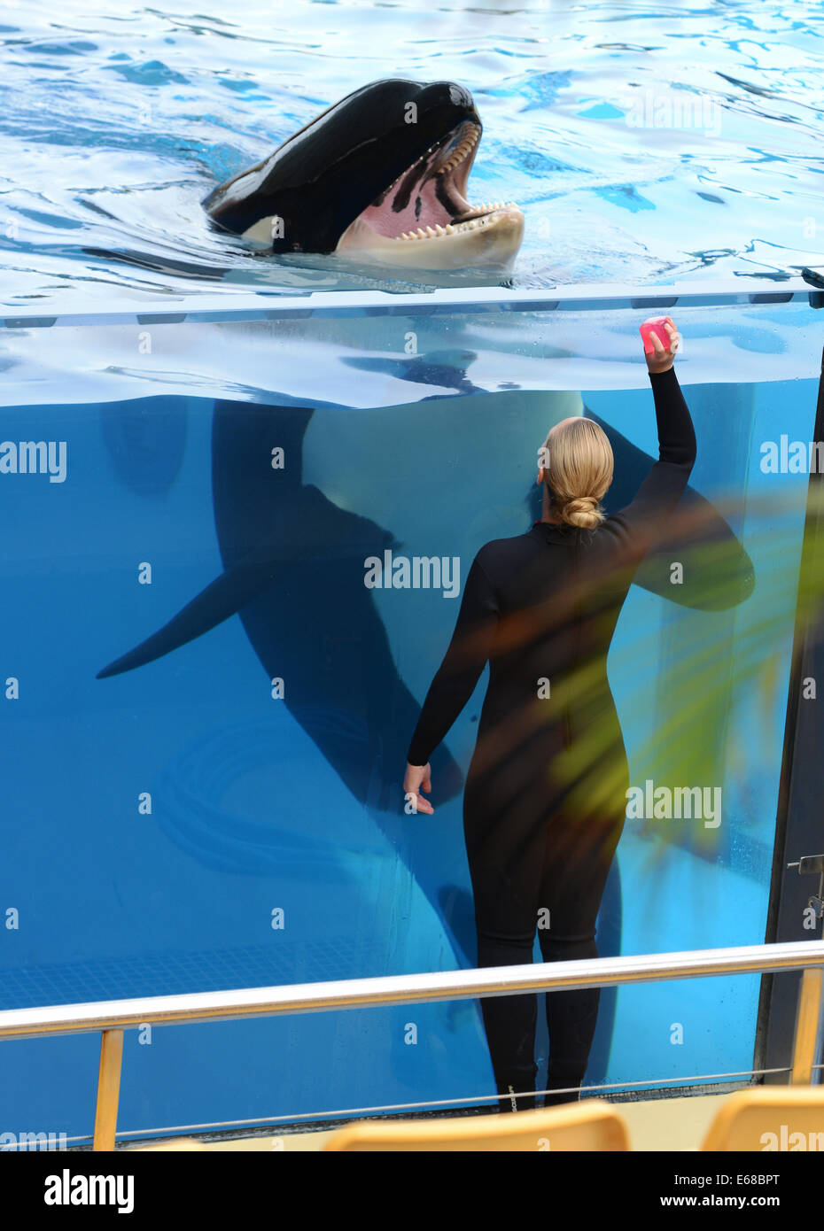 Loro Parque, Tenerife, Canary Islands, tourists watch Killer Whale ...