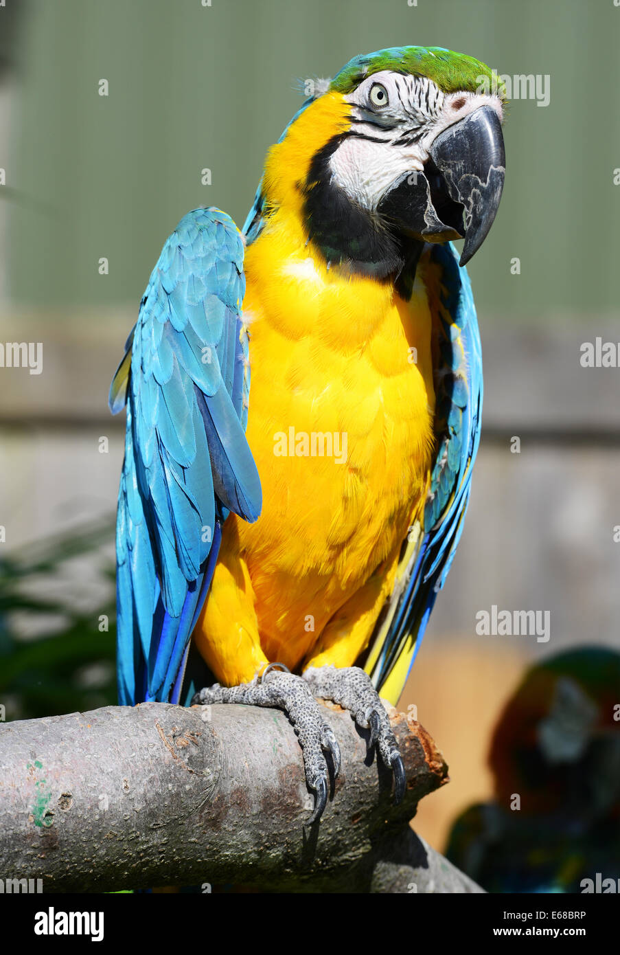 Blue and Gold Macaw Parrot at Longleat Safari Park, Wiltshire, England ...