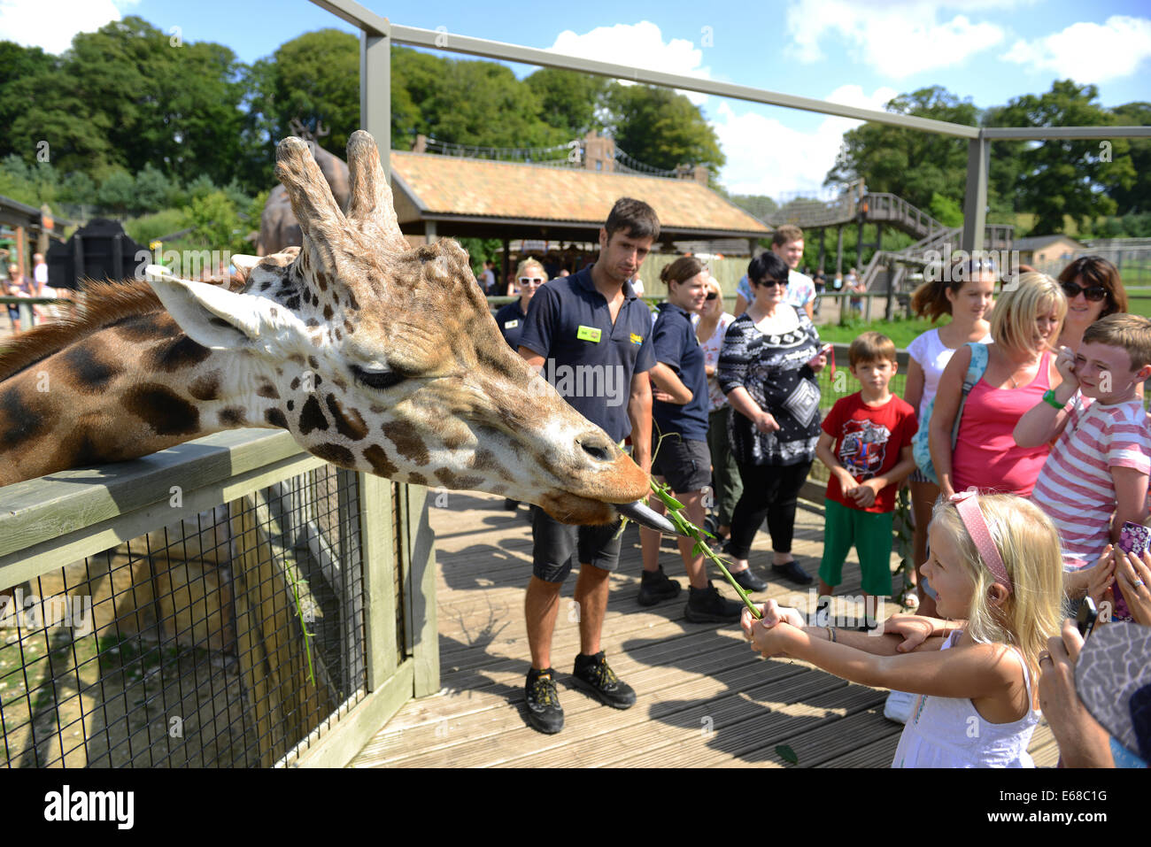 Longleat Safari Park, tourists feeding Giraffes, Wiltshire, England ...