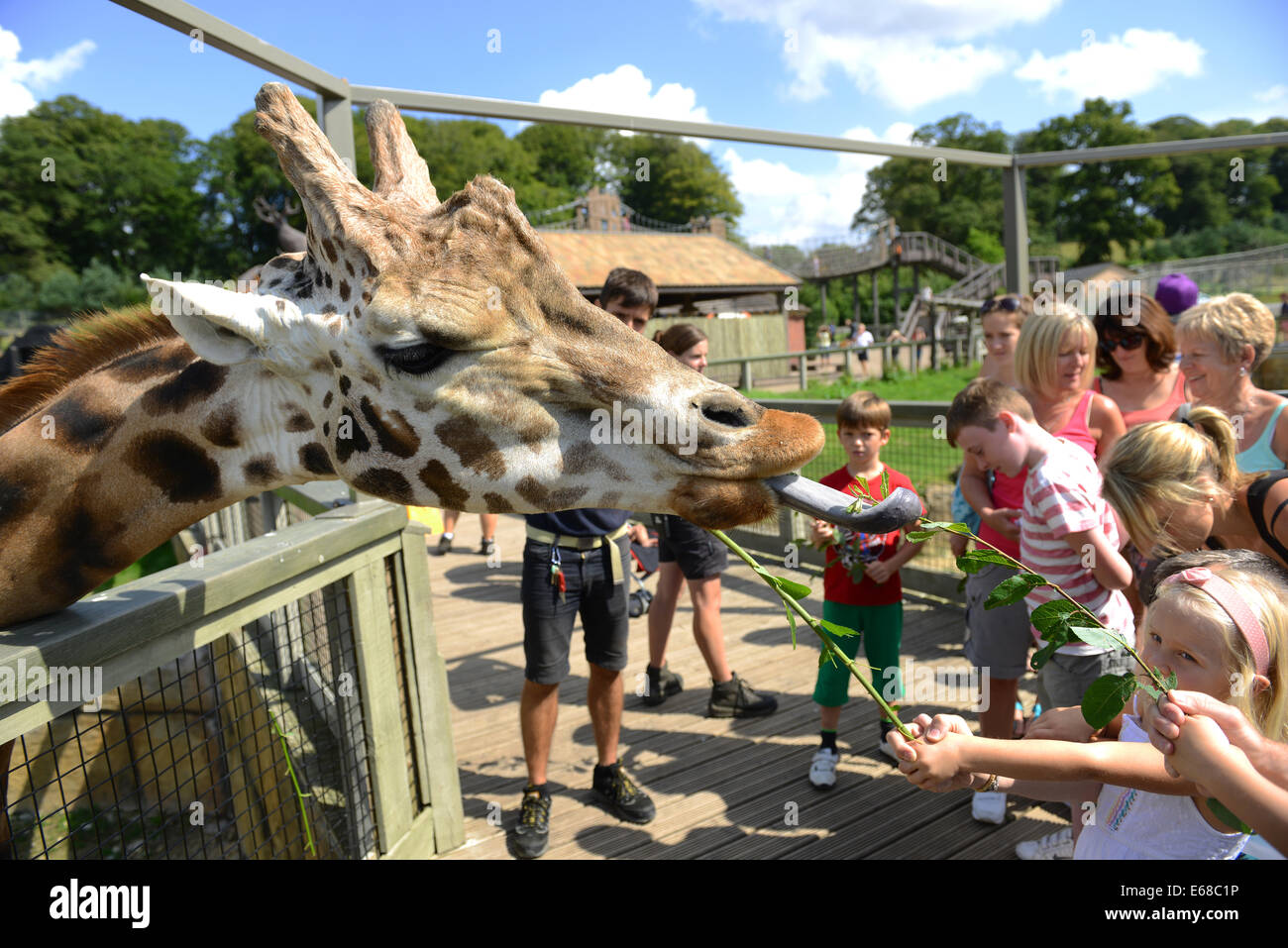 Longleat Safari Park, tourists feeding Giraffes, Wiltshire, England ...