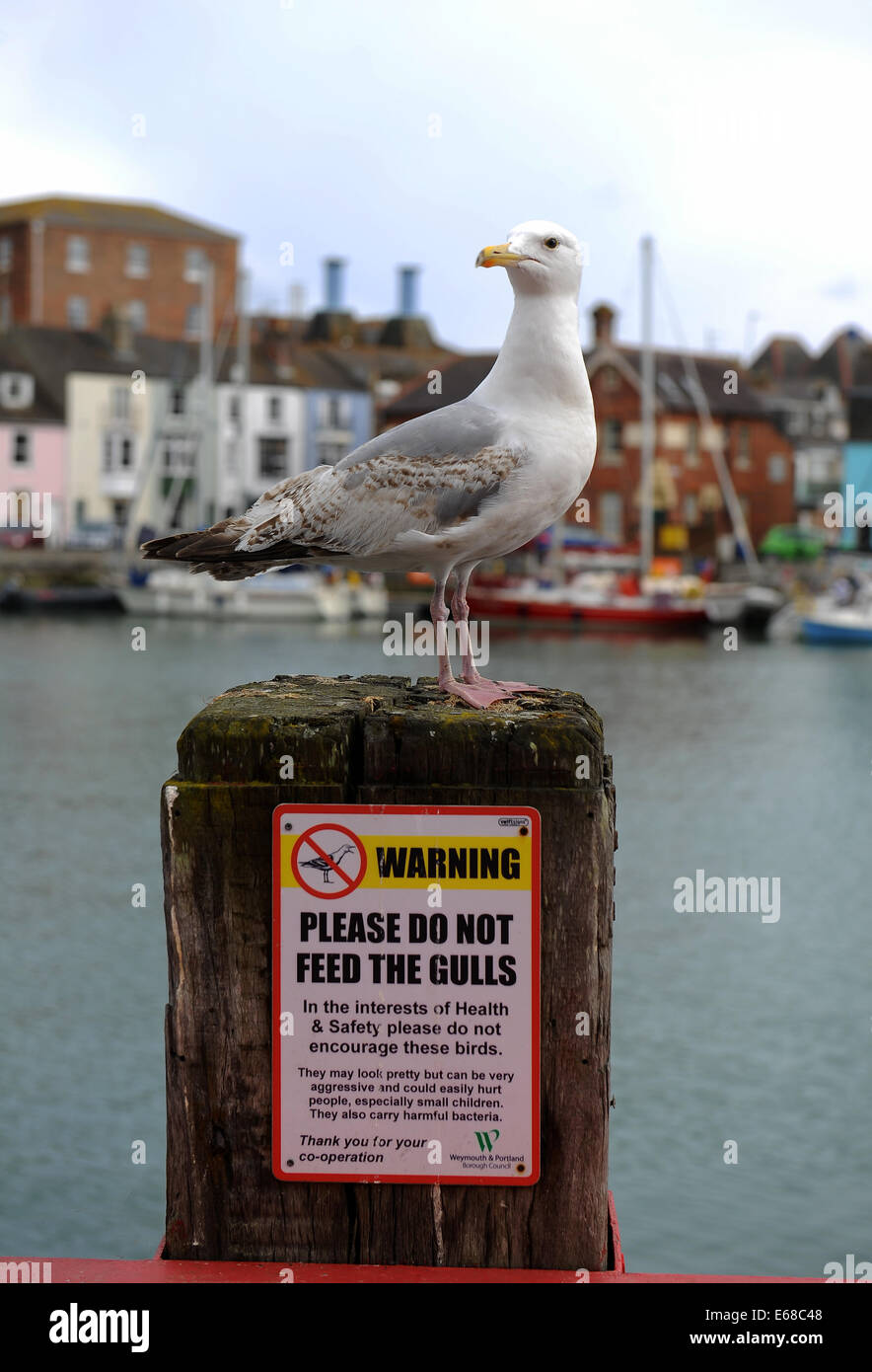 Please do not feed the seagulls warning sign, Gull sitting on ...