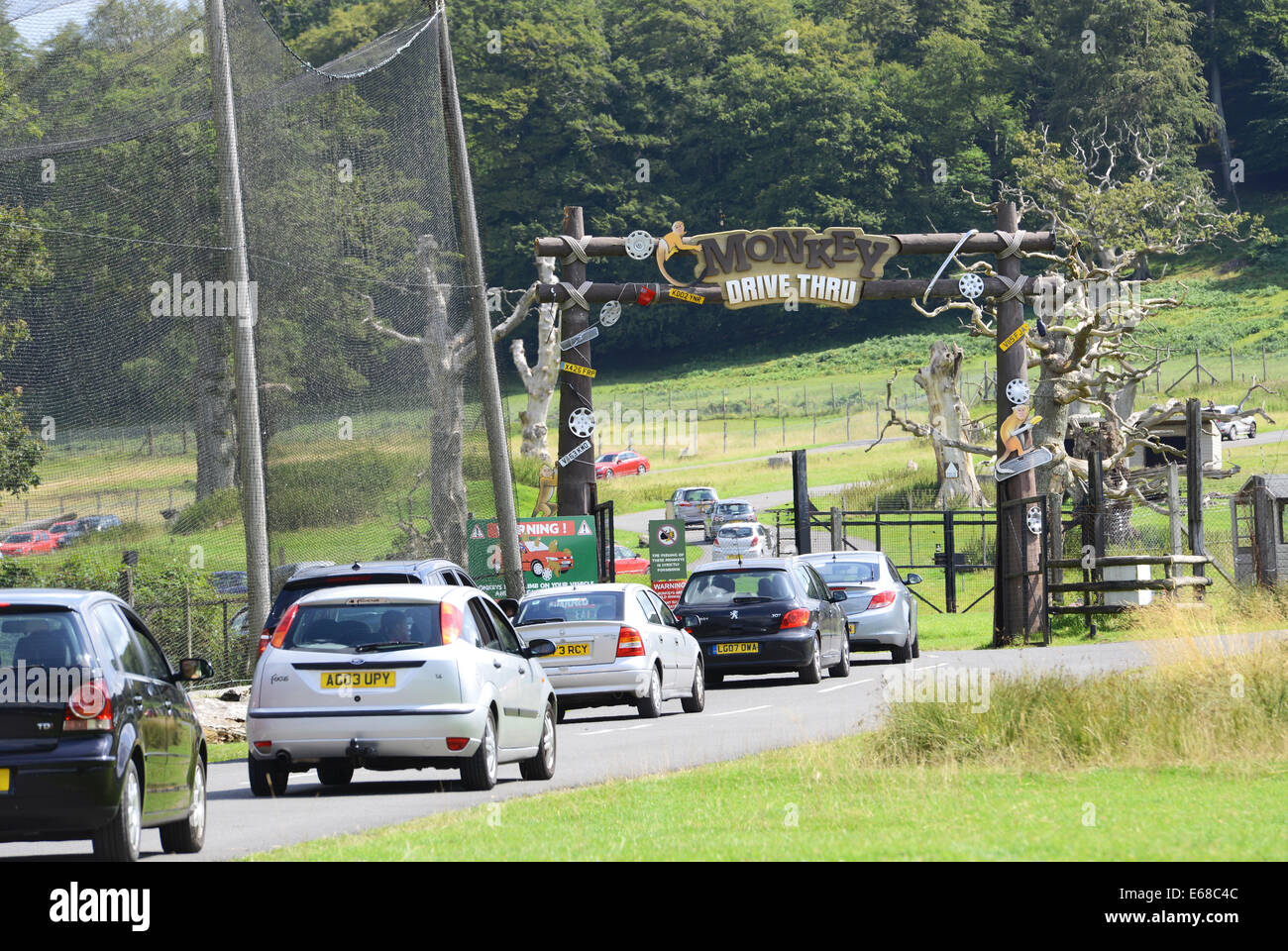 Longleat Safari Park, cars entering the Monkey drive thru enclosure ...