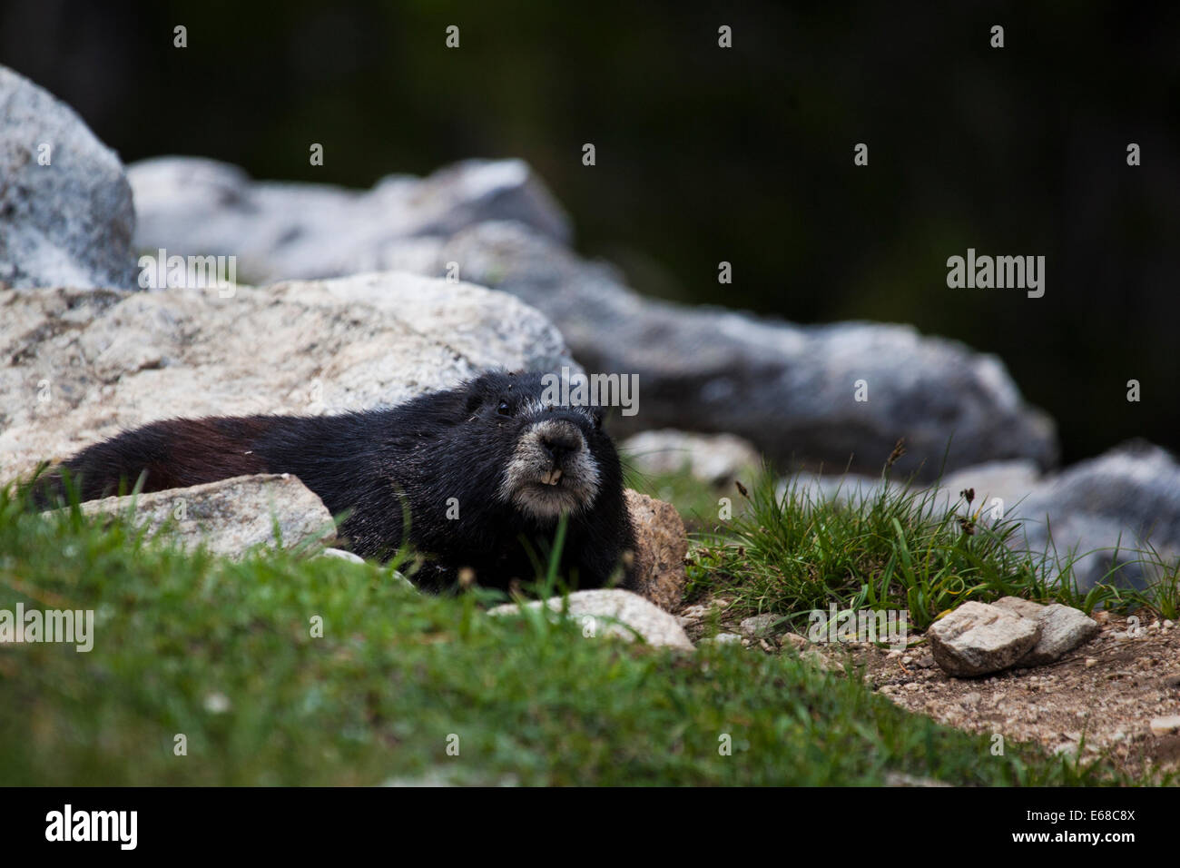 Melanistic yellow bellied marmot hi-res stock photography and images ...