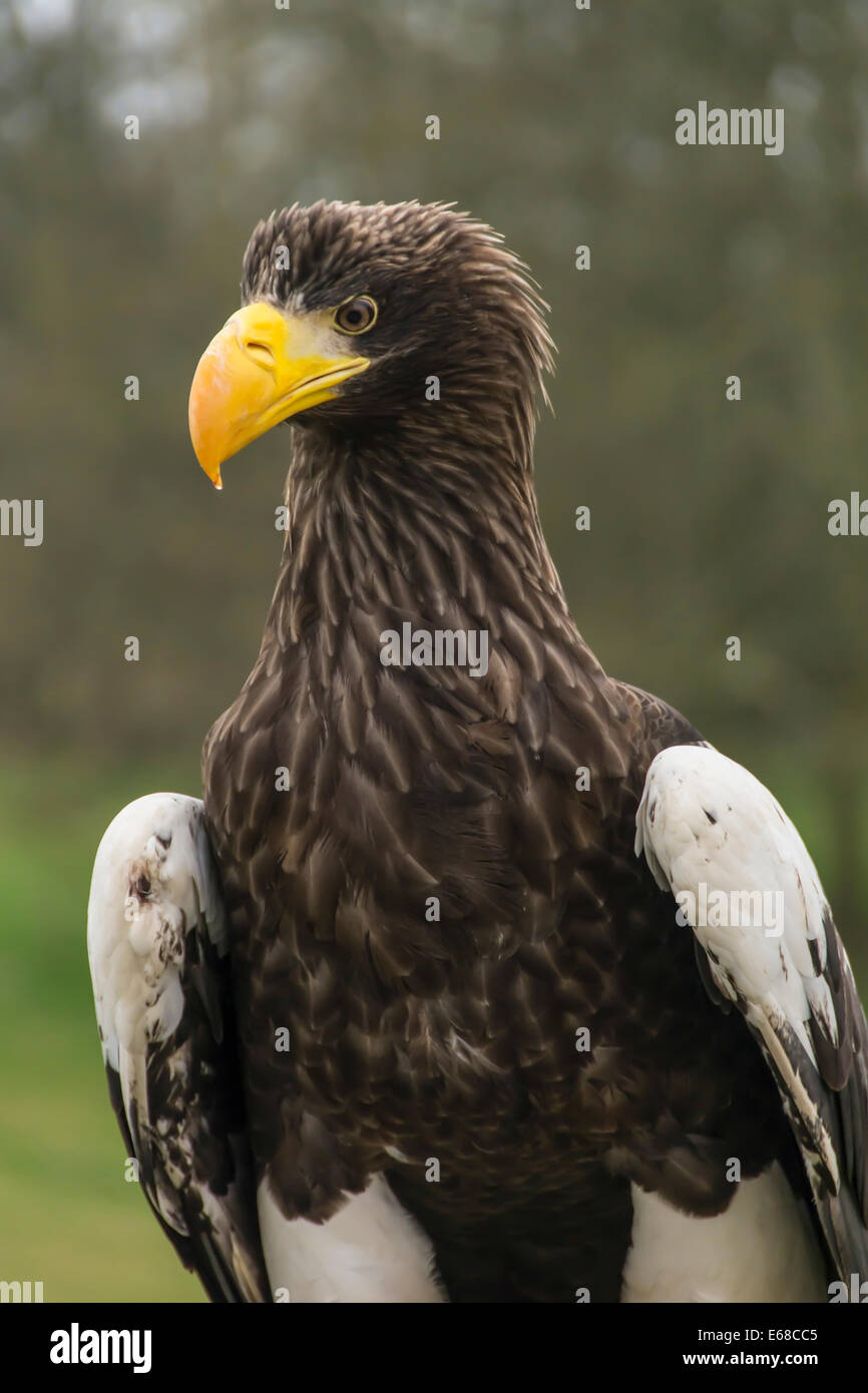 A portrait of a Stellar's Sea Eagle Stock Photo - Alamy