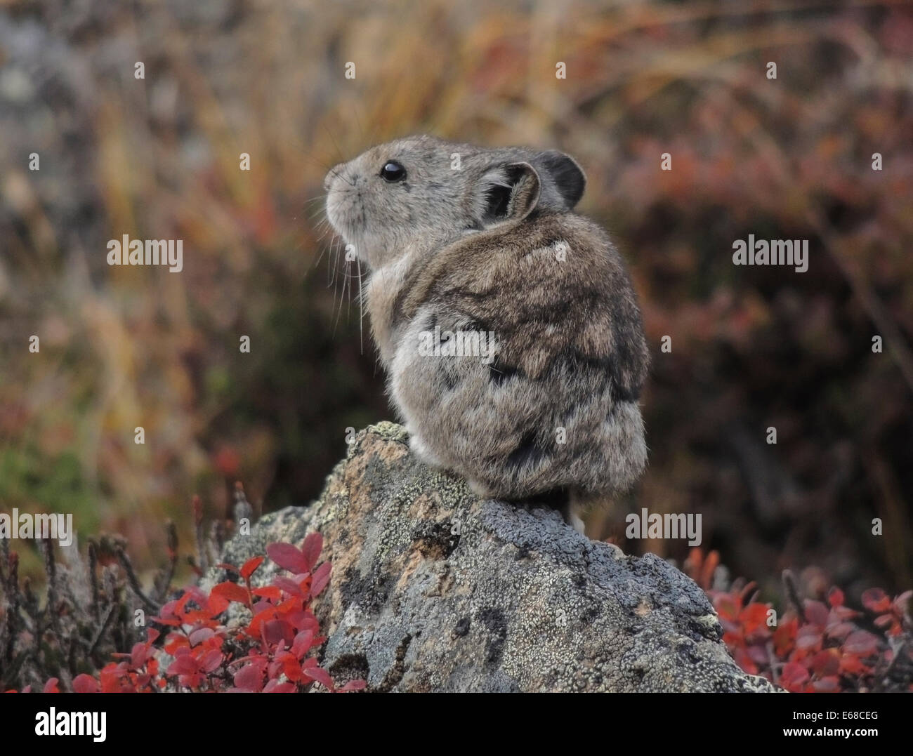 Collared Pika (Ochotona collaris) is a small fast moving alpine ...
