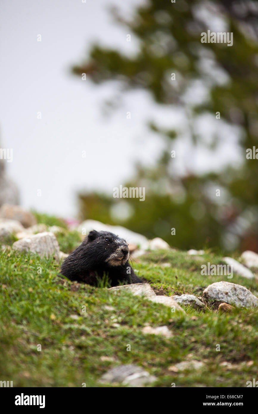 Melanistic yellow bellied marmot hi-res stock photography and images ...