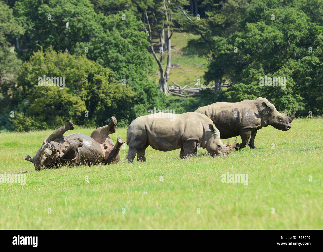 Longleat Safari Park, Rhinoceros, Wiltshire, England Stock Photo - Alamy