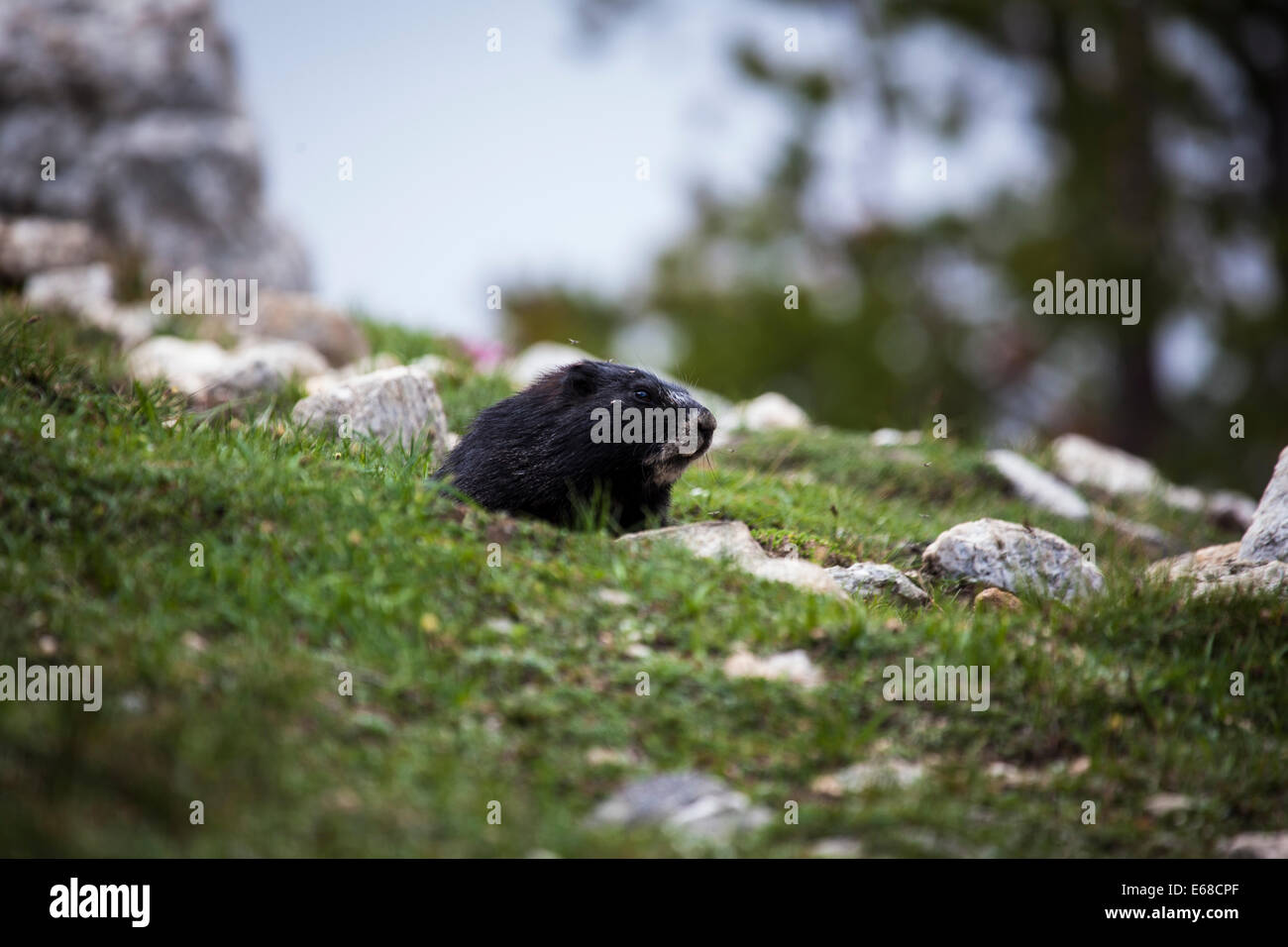 Melanistic yellow bellied marmot hi-res stock photography and images ...