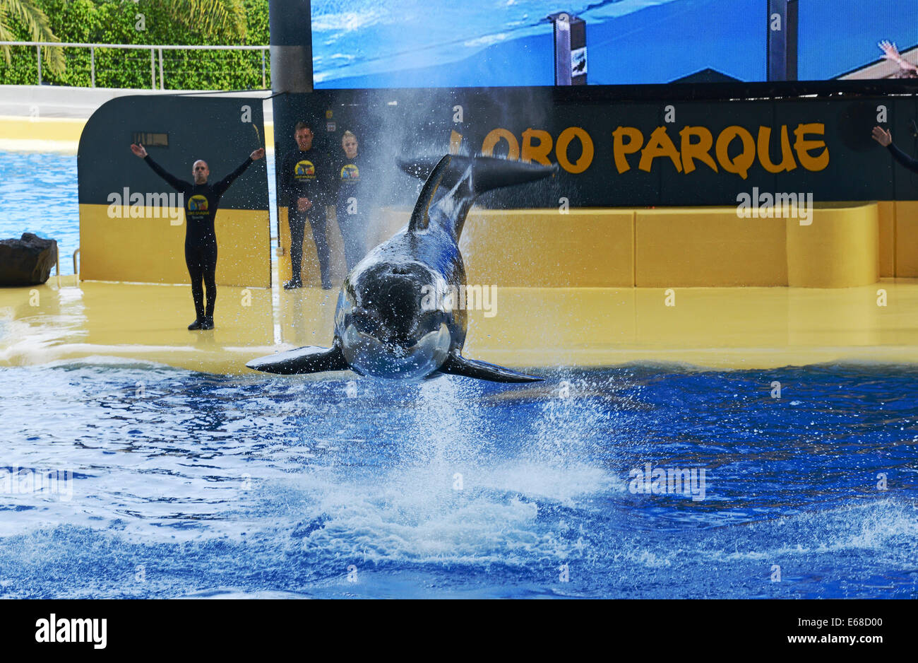 Loro Parque, Tenerife, Canary Islands, tourists watch Killer Whale ...