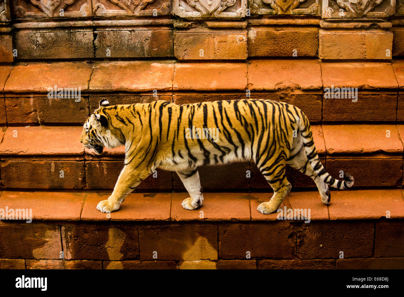A captive Bengal tiger (Panthera tigris tigris) strides. Florida, USA ...