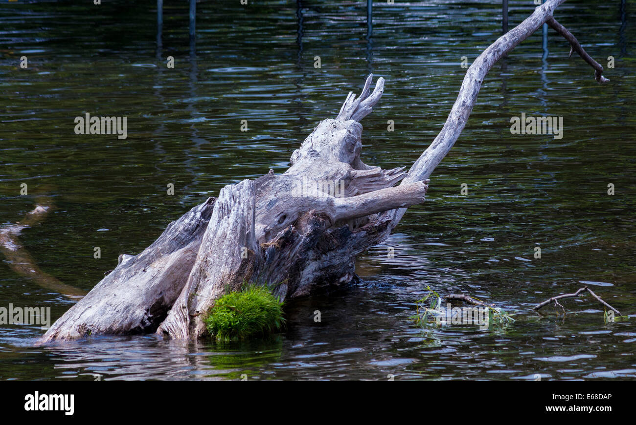 Large driftwood logs in the water Stock Photo - Alamy