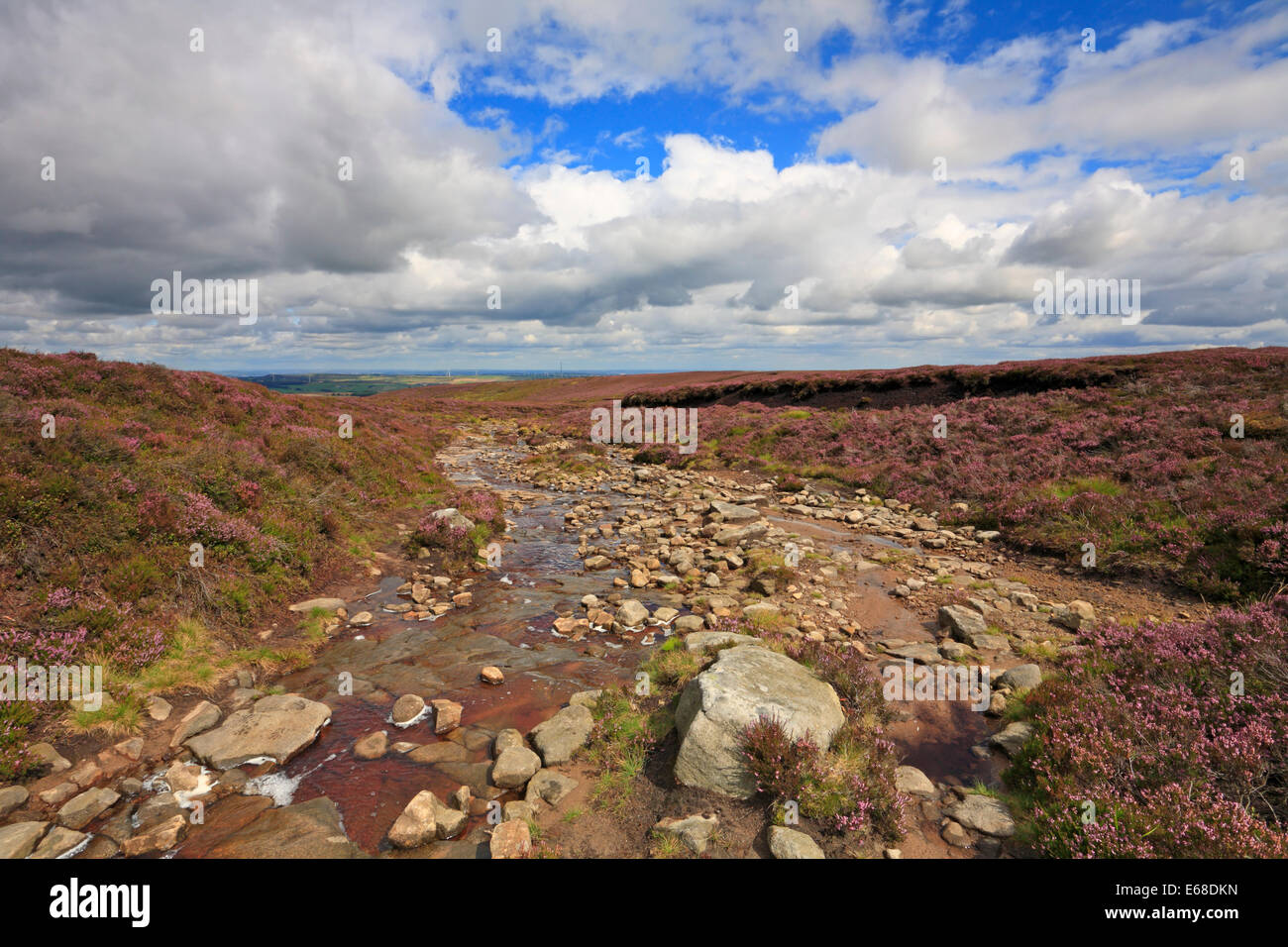 Heather on Cut Gate Path Midhope Moors Langsett Peak District National ...