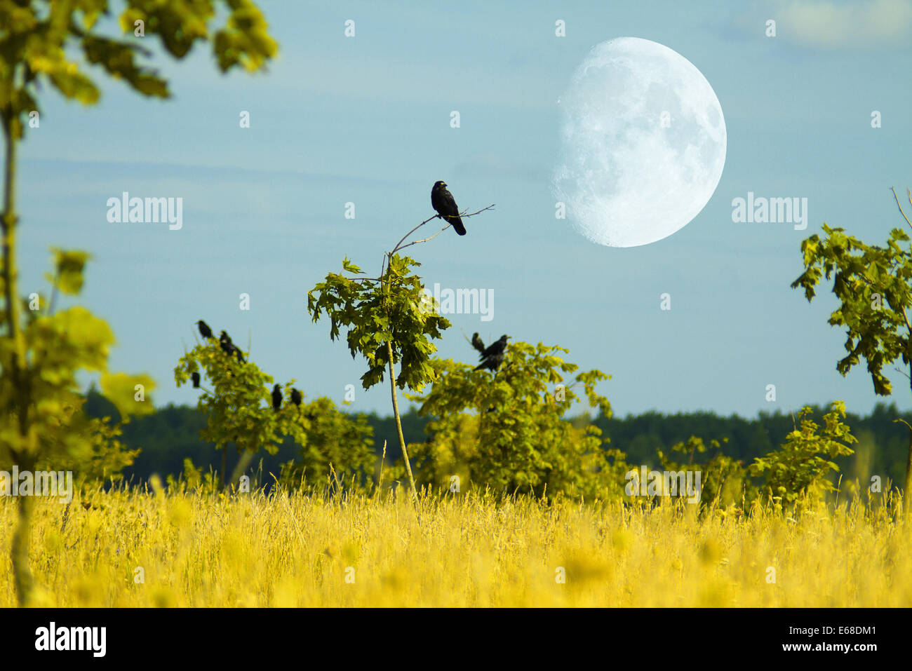 crows fly from tree to the background of storm clouds Stock Photo - Alamy