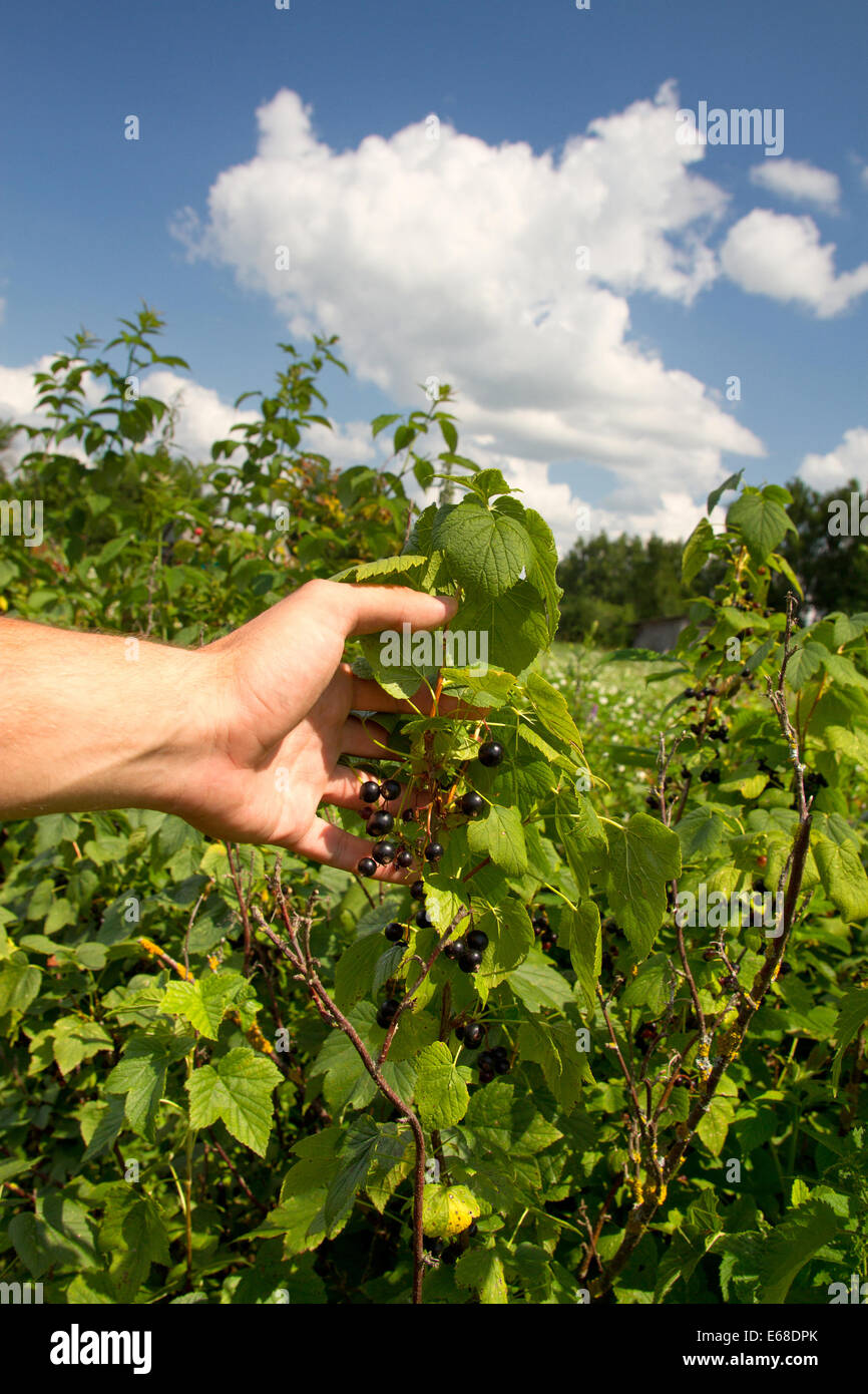 hand picks blackberries growing on a tree Stock Photo - Alamy