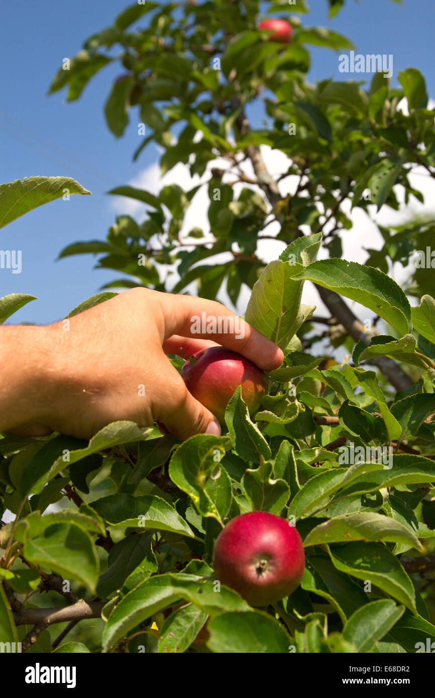 hand plucks the apple growing on a tree Stock Photo - Alamy